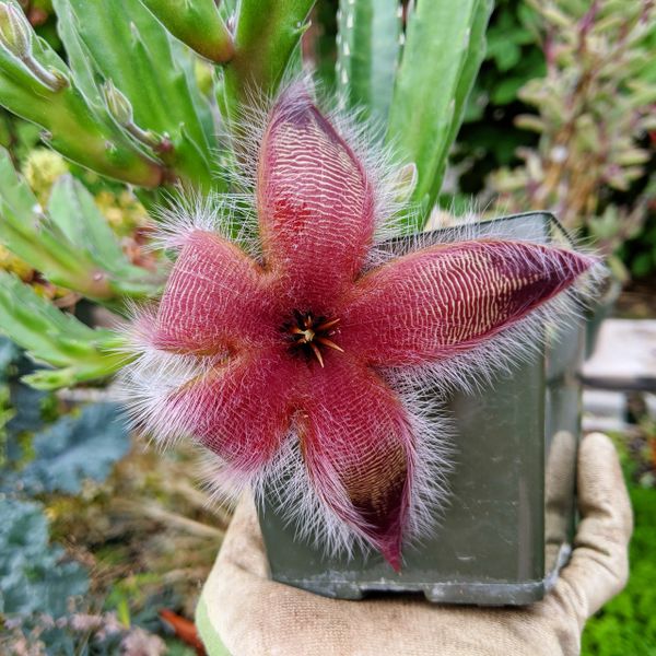 Stapelia Grandiflora | Succulents