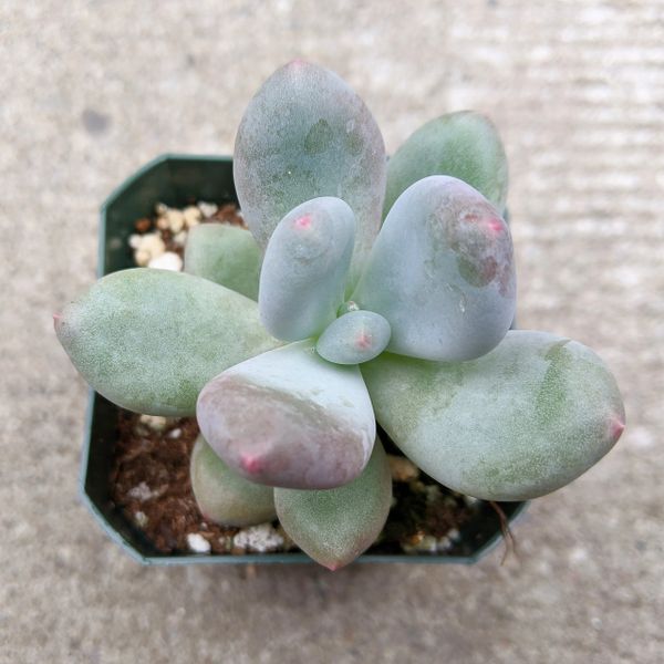Pachyphytum Blue Haze | Toronto Succulent Plants and Hoya