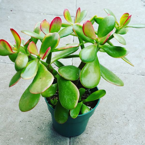Crassula Hummel's Sunset Jade | Succulents