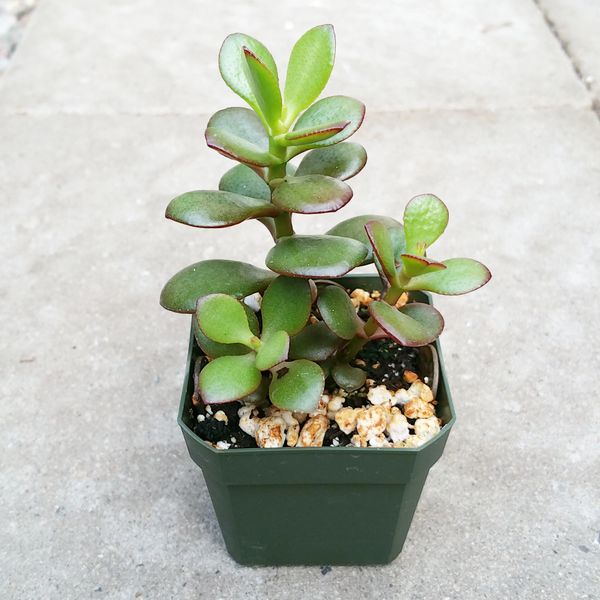 Crassula compacta | Toronto Succulent Plants and Hoya