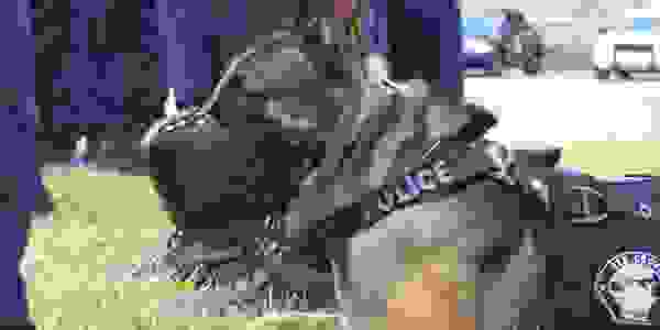 K9 Activity Tracking System Law Enforcement Software