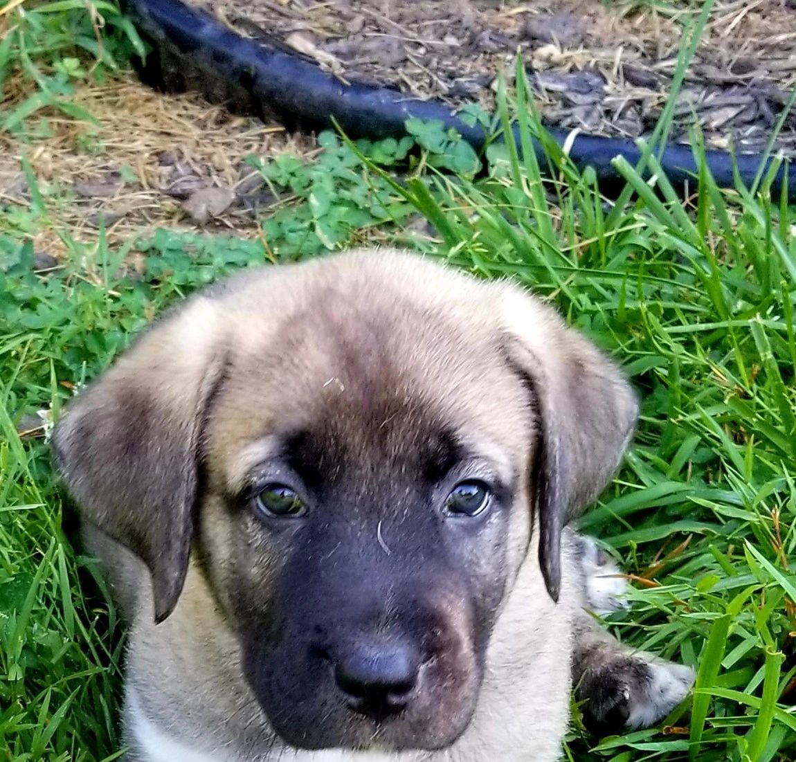 Puppies | Skyfiber Kangals