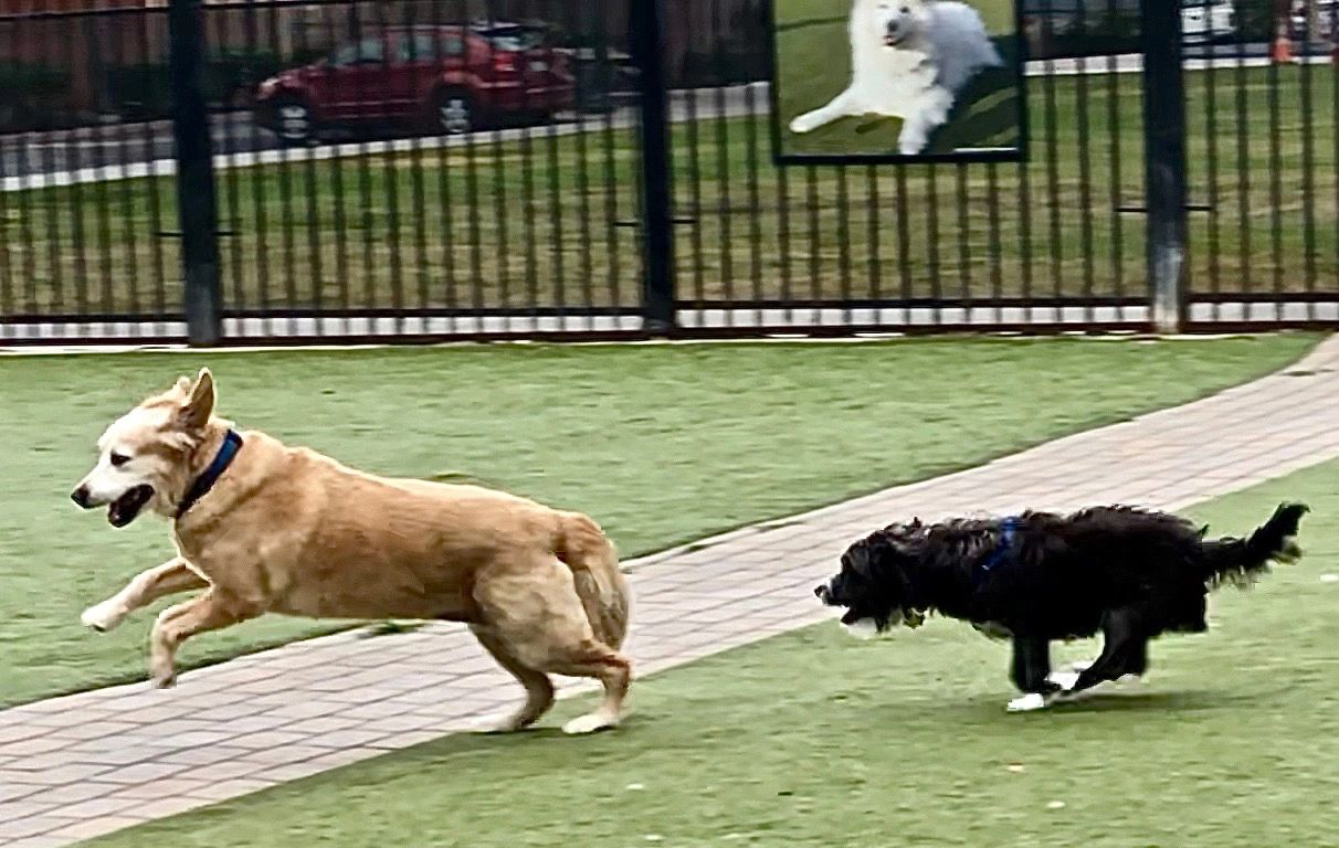 Official Doggerel — Cinco The Turkish Street Dog