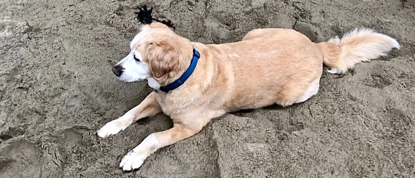 Official Doggerel — Sharp Styled Dog