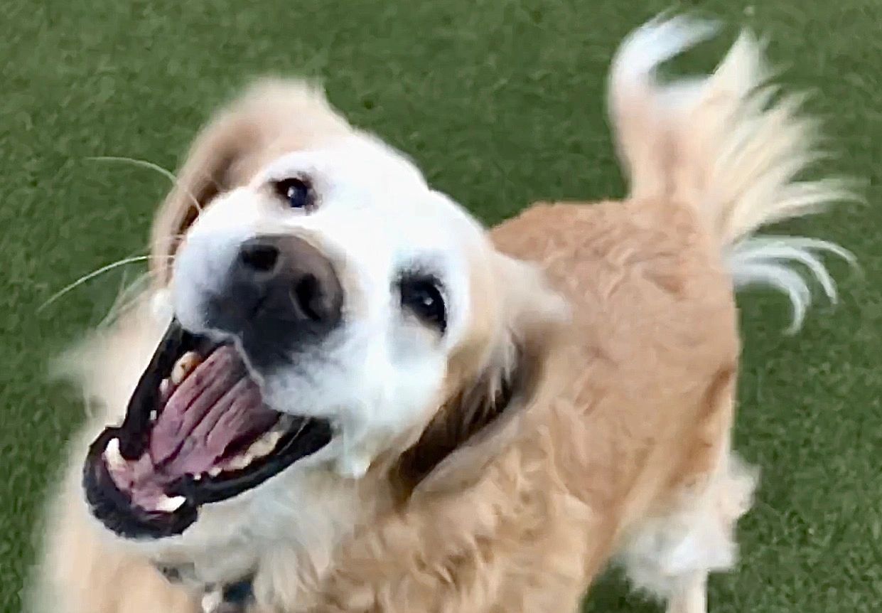 Official Doggerel: Turkish Street Dog