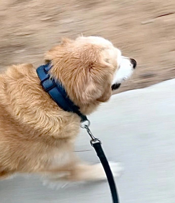 Official Doggerel — On the Road Again