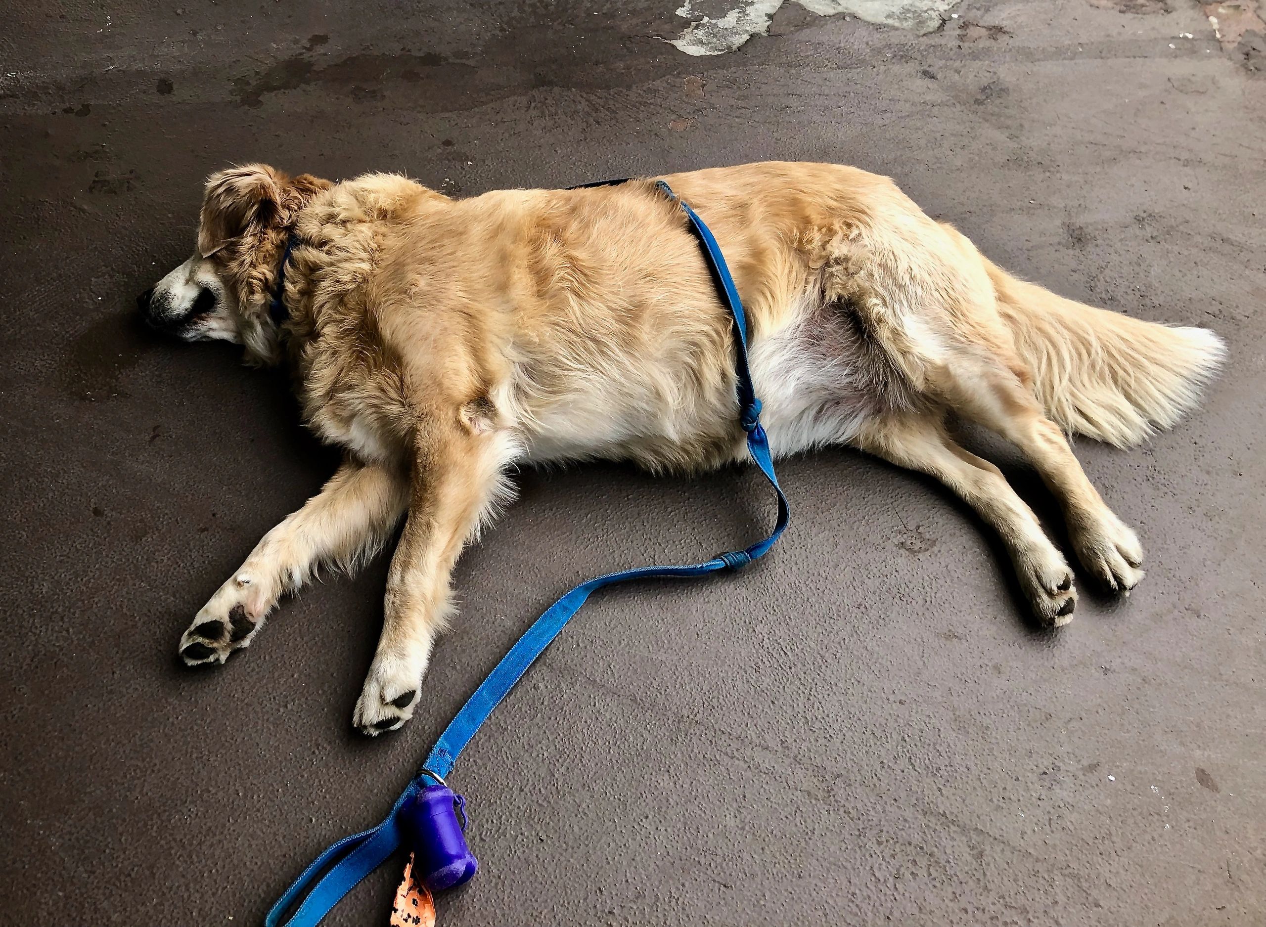 Official Doggerel: I'm Just a Dog Who Won't Go Home