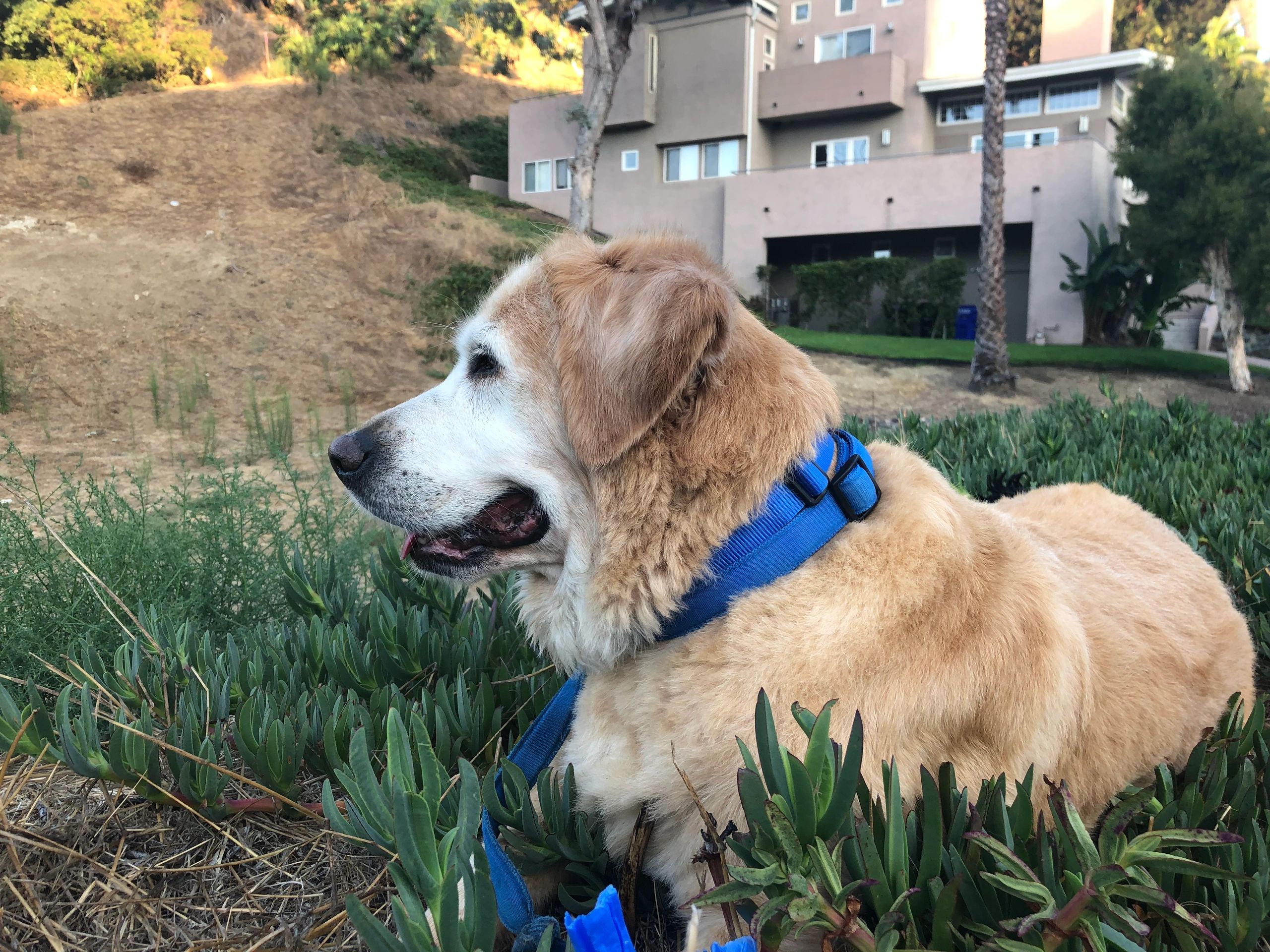 Official Doggerel: Where, Where