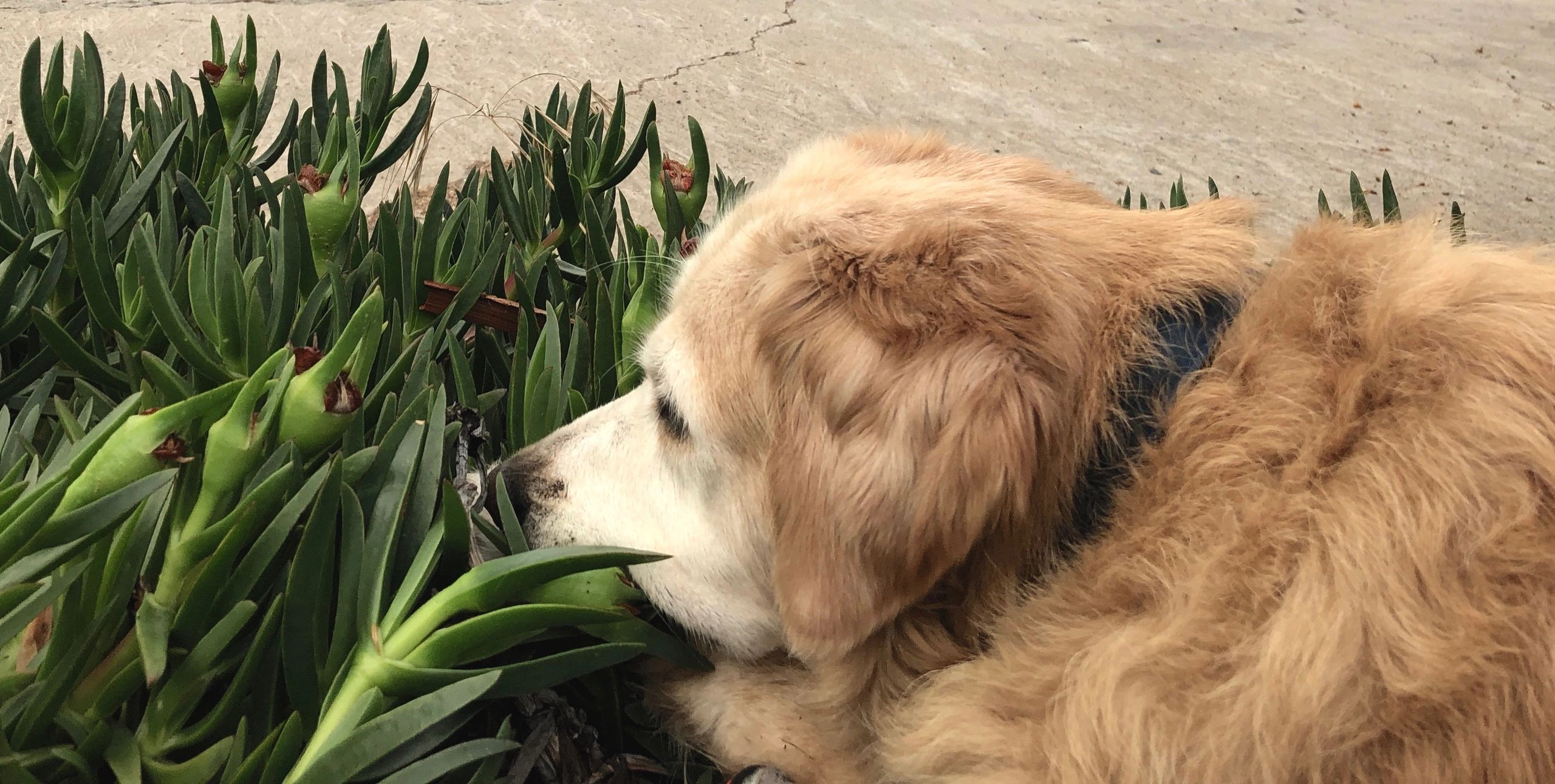 Official Doggerel: Spring Time Lovin'