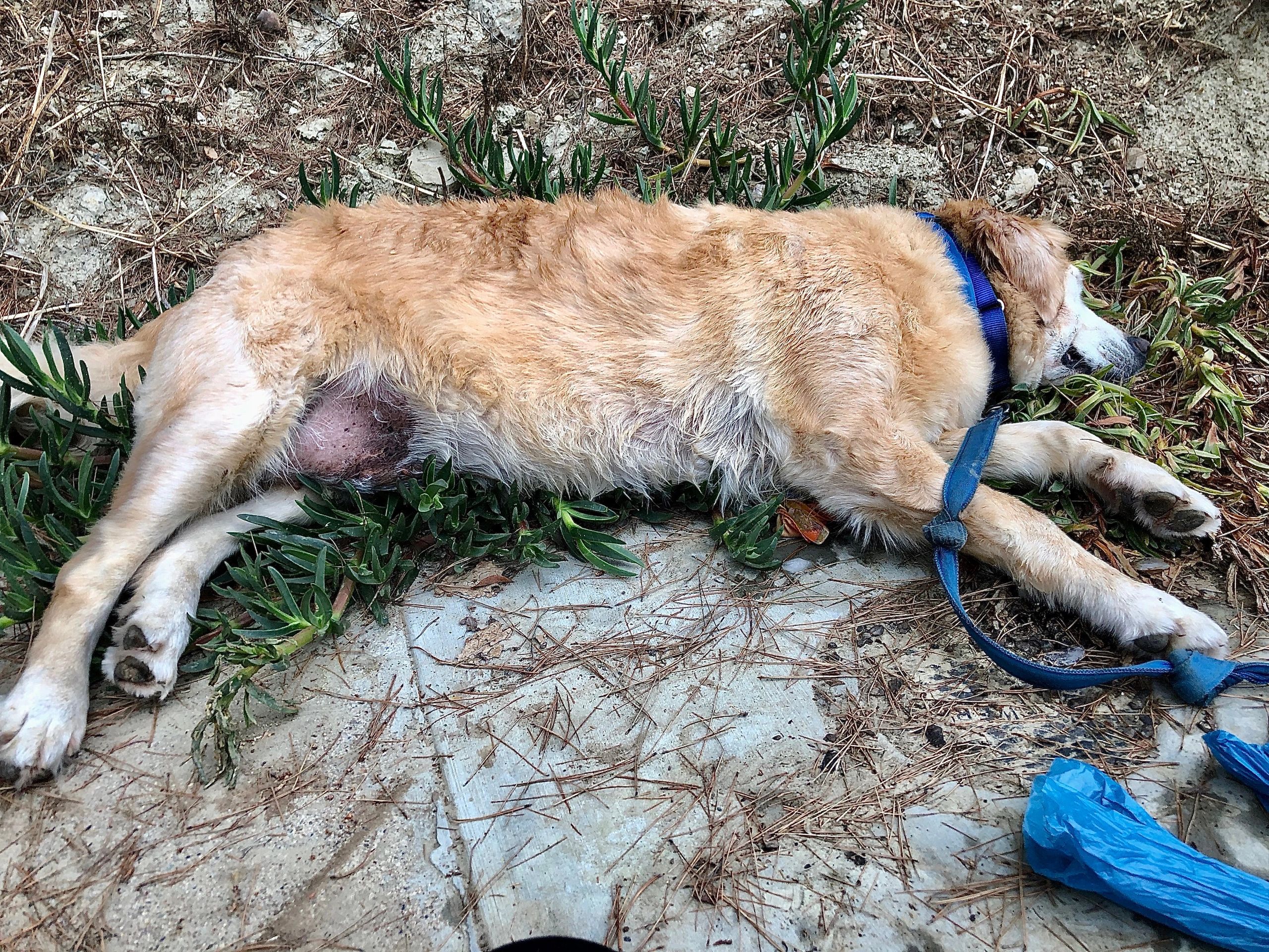 Official Doggerel: SUPERSTUBBORNTURKISHSTREETDOGWHOISSOMENDACIOUS