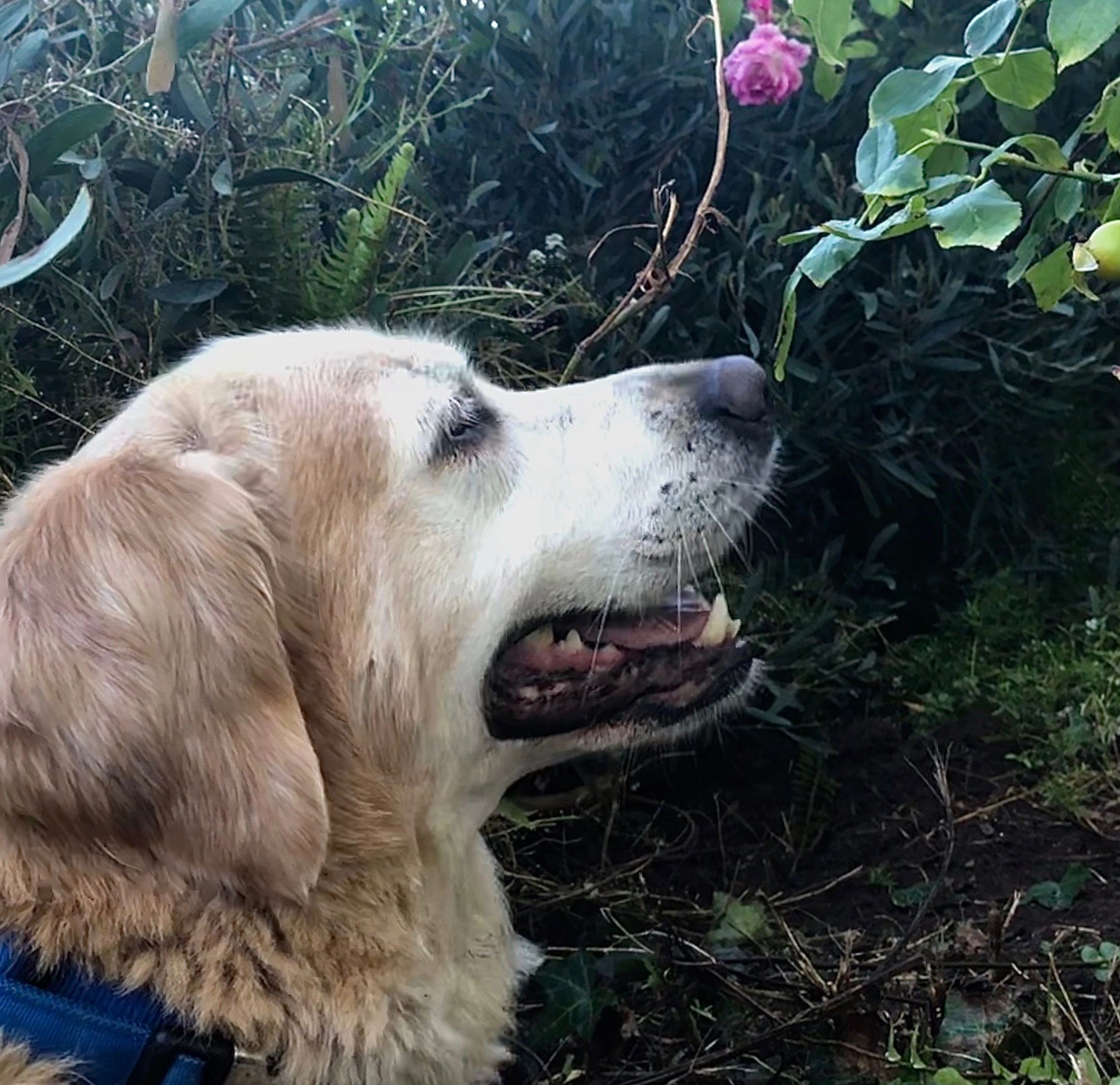 Official Doggerel — Careless in Our Summer Do