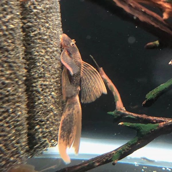 Red marble (calico) longfin