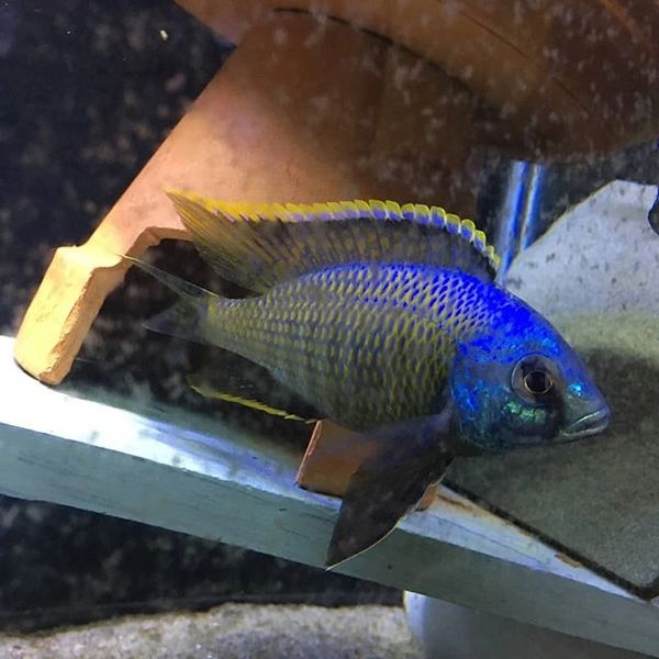 Placidochromis Blue Otter