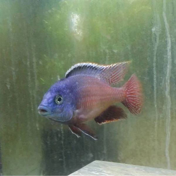 Protomelas Taeniolotus Red empress