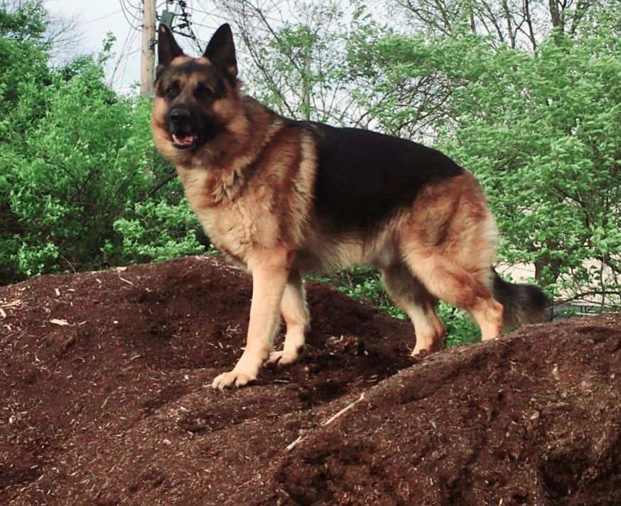 Our Dam & Sire | Heartland King Shepherd