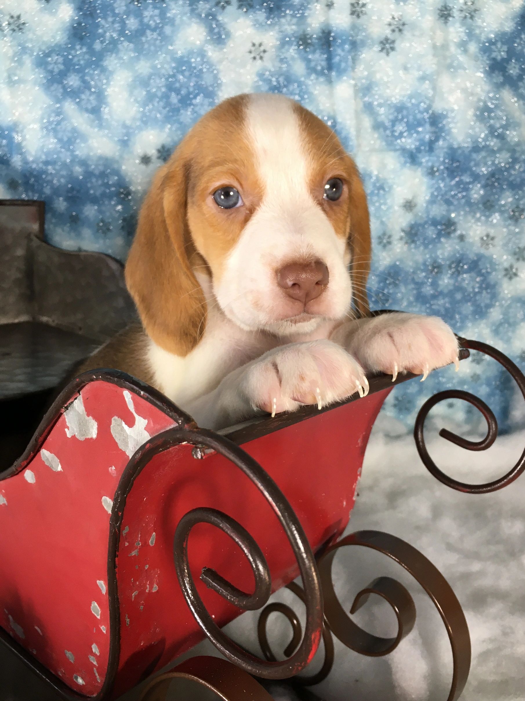 Available | Houston's Howlin' Hounds