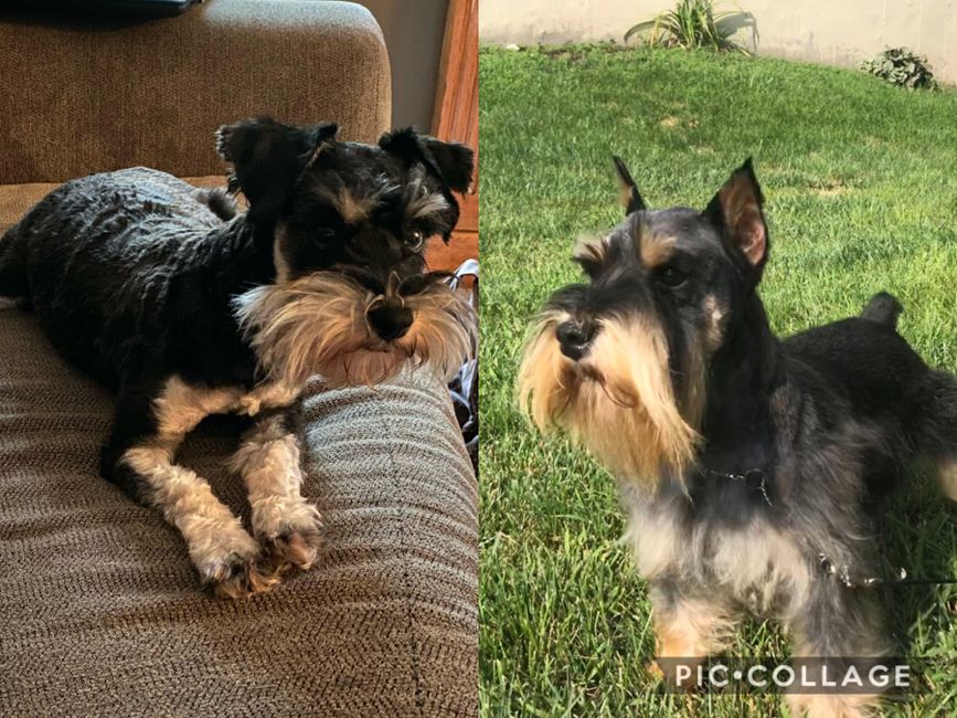 Midwest Mini Schnauzers - Missouri Mini Schanuzers, Breeder | Midwest ...