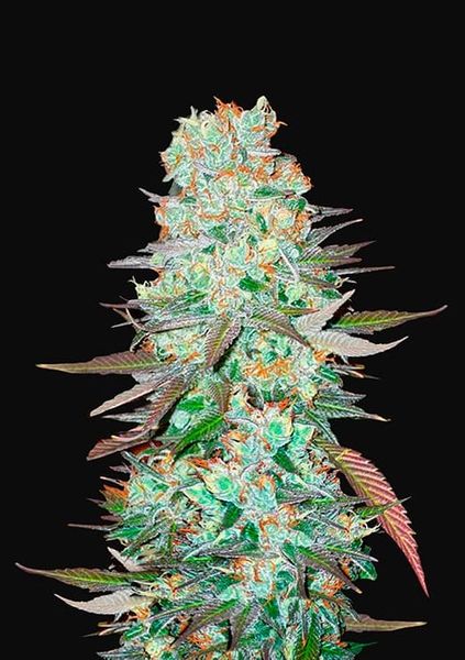 G14 Auto Novelty Seeds- Fastbuds