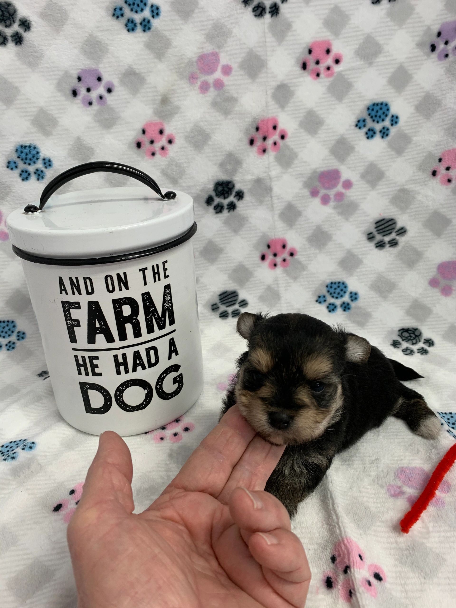 Morkies | Pitter Pat Pups