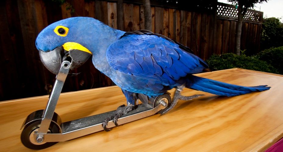 Parrot Bios | Happy Birds