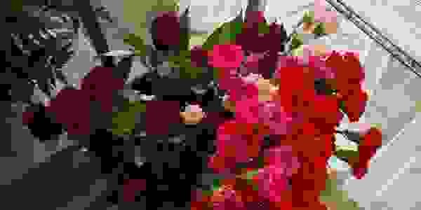 LANNI ORCHARDS INC - Local, Farm, Orchard