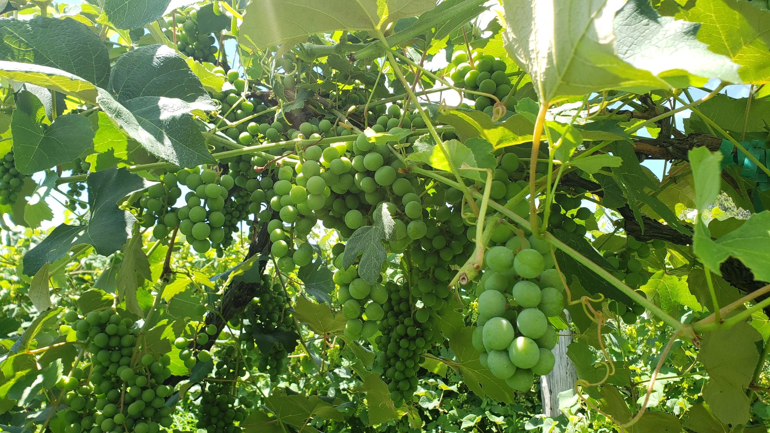 LANNI ORCHARDS INC - Local Foods, Apple Orchard, Csa | LANNI ORCHARDS INC