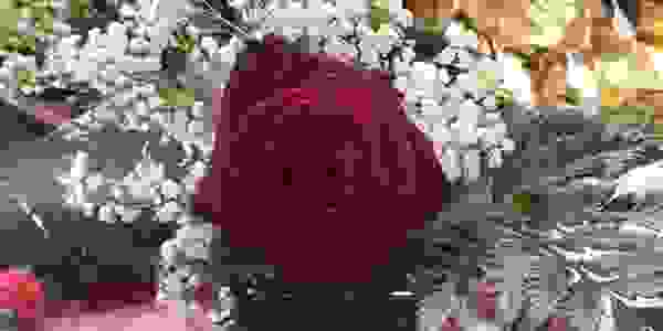 LANNI ORCHARDS INC - Local, Farm, Orchard