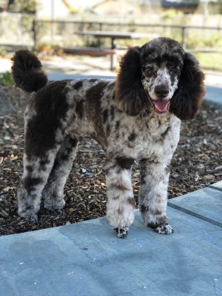 What Is Merle Poodle