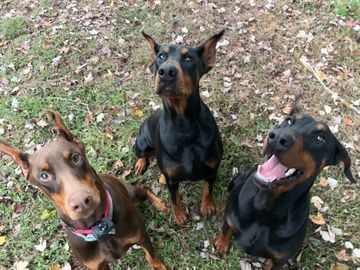 Absolute K9's - Doberman, Dog Breed