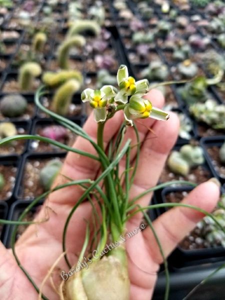 Albuca humilis
