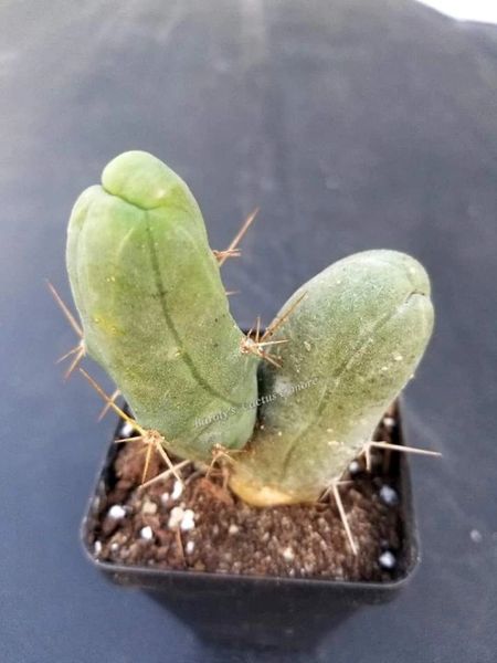 Trichocereus bridgesii mostruosa "Cactus pene"