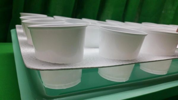 10 COUNT PS Tray Topper