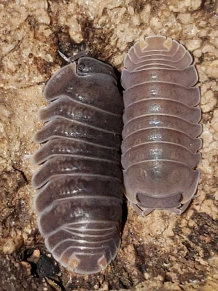 Cubaris Sp Borneo 10+ Count