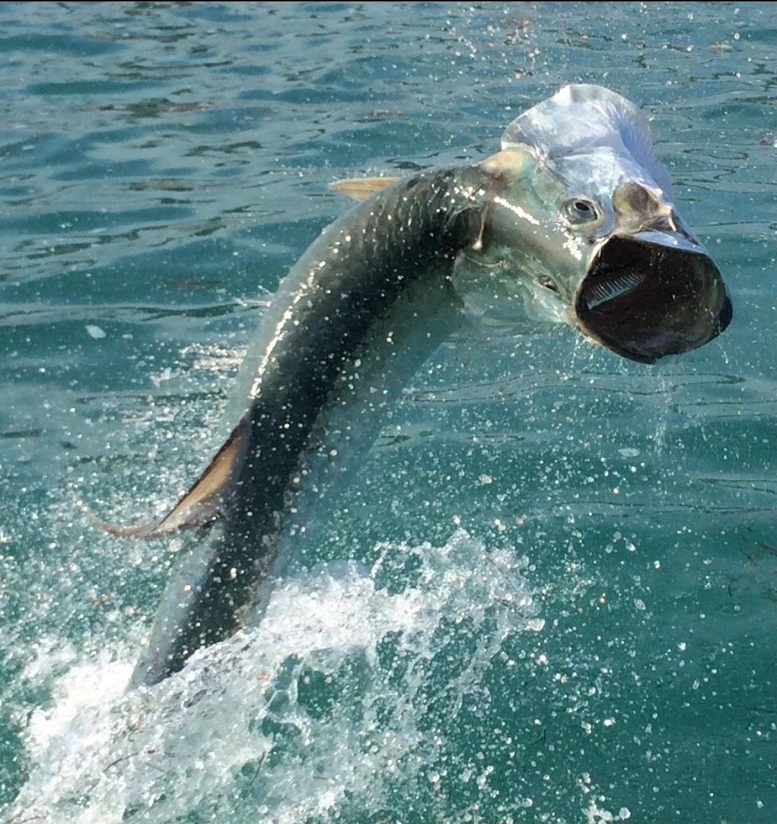 Islamorada Backcountry Off Shore Fishing - Islamorada, Fishing
