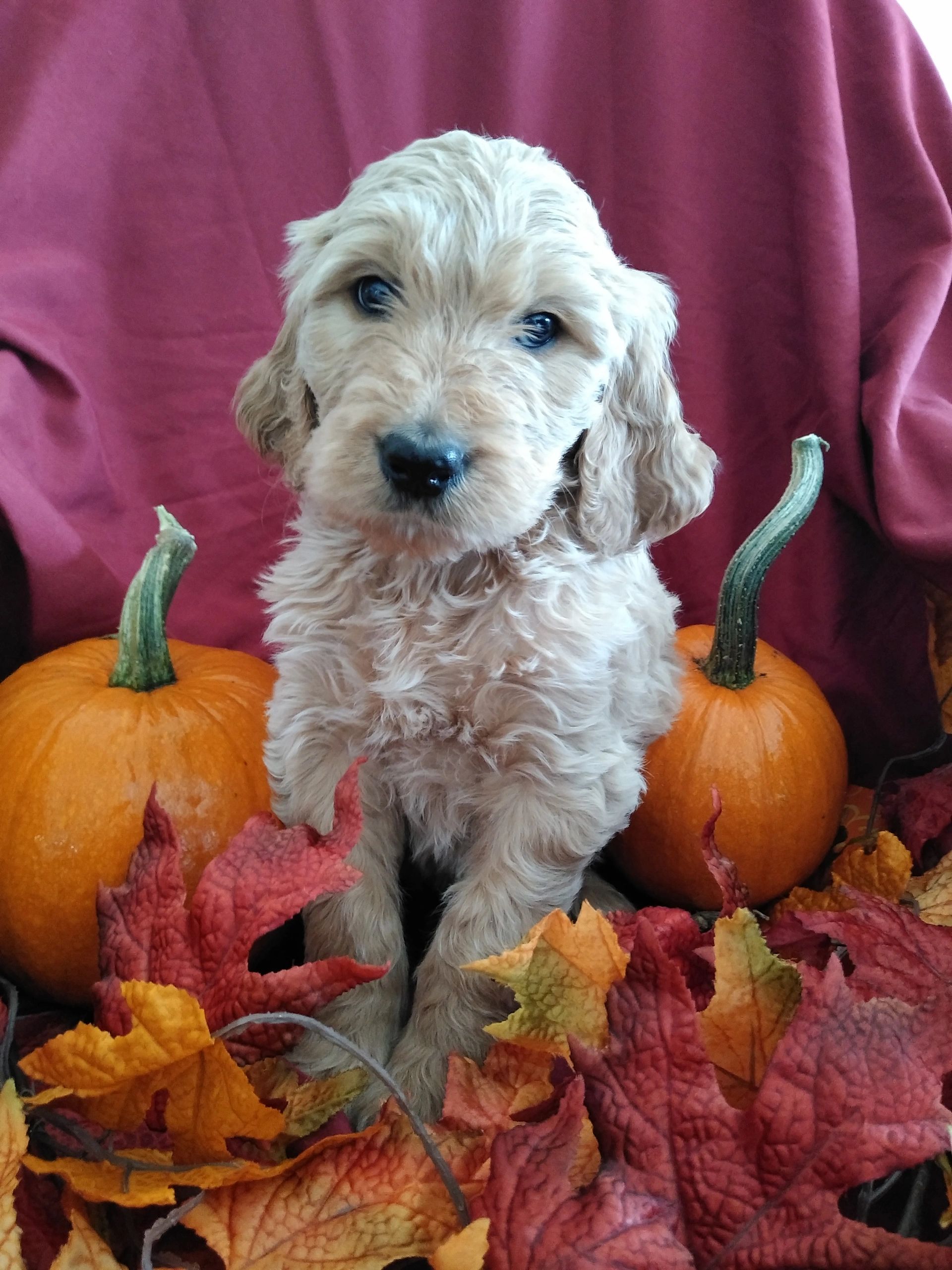 FreedomValley - Puppies, Goldendoodles, German Shepherds