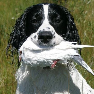 Hellfire Kennels - Field Springer, Springer Puppies, Field Springer ...