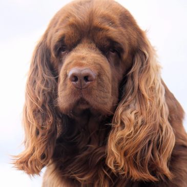 Sussex Spaniels - Hellfire Kennels | Hellfire