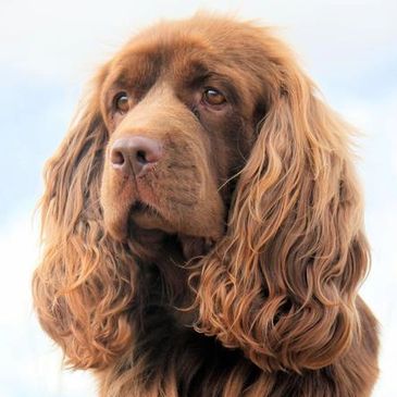 Sussex Spaniels - Hellfire Kennels | Hellfire