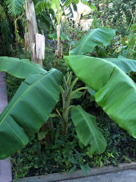 Banana Plant, Orinoco Banana, 'Musa accuminata'