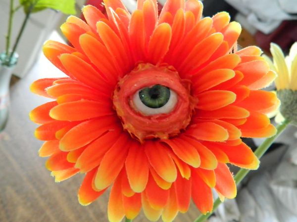 Freaky Flowers - Lazy Daisy's