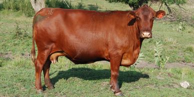 American Barzona - Barzona, Bulls, Heifer