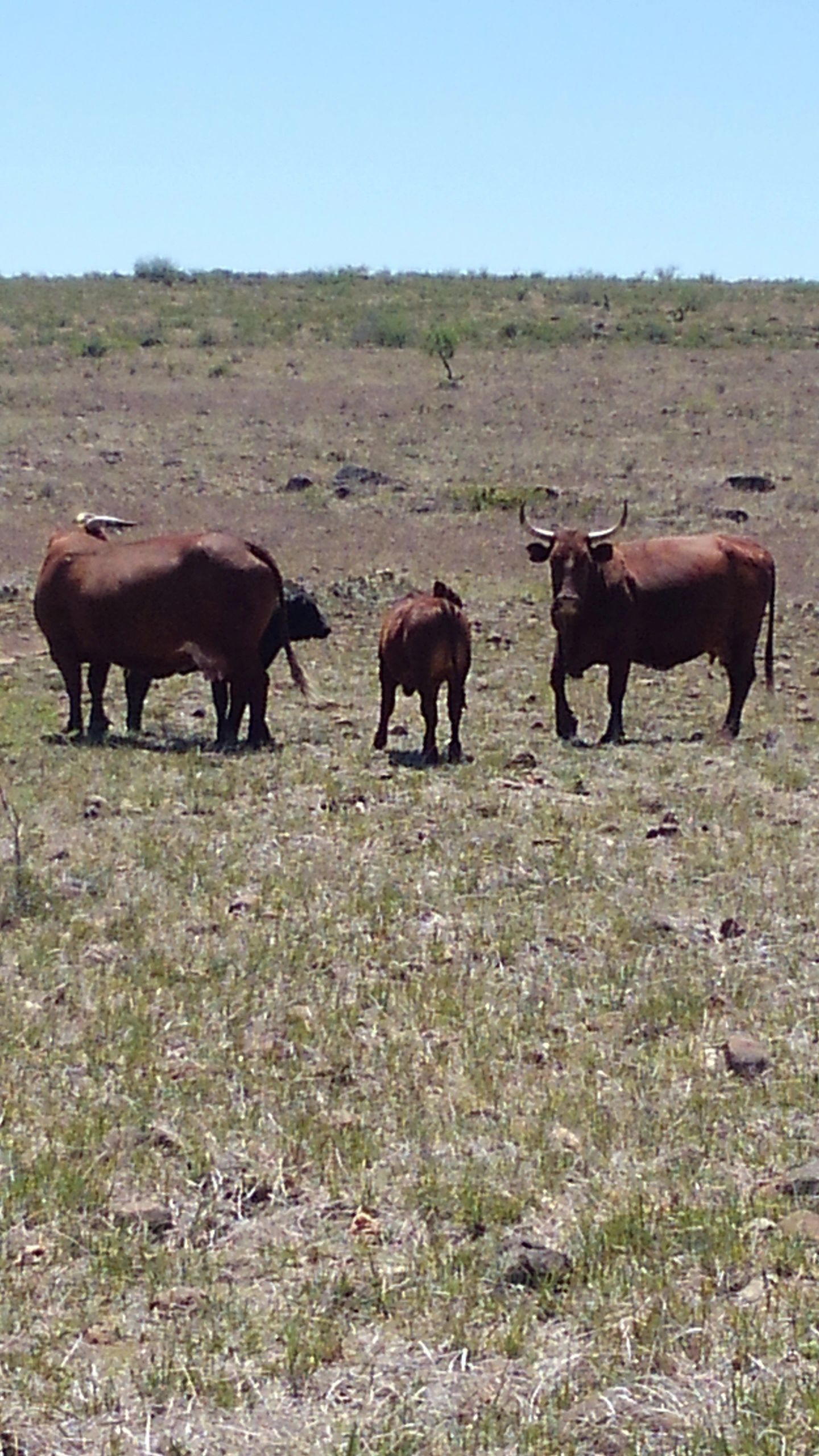Barzona Cattle