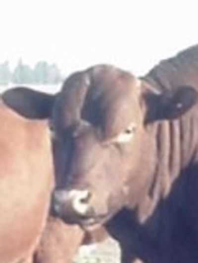 American Barzona - Barzona, Bulls, Heifer