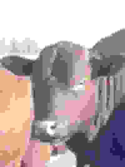 American Barzona - Barzona, Bulls, Heifer
