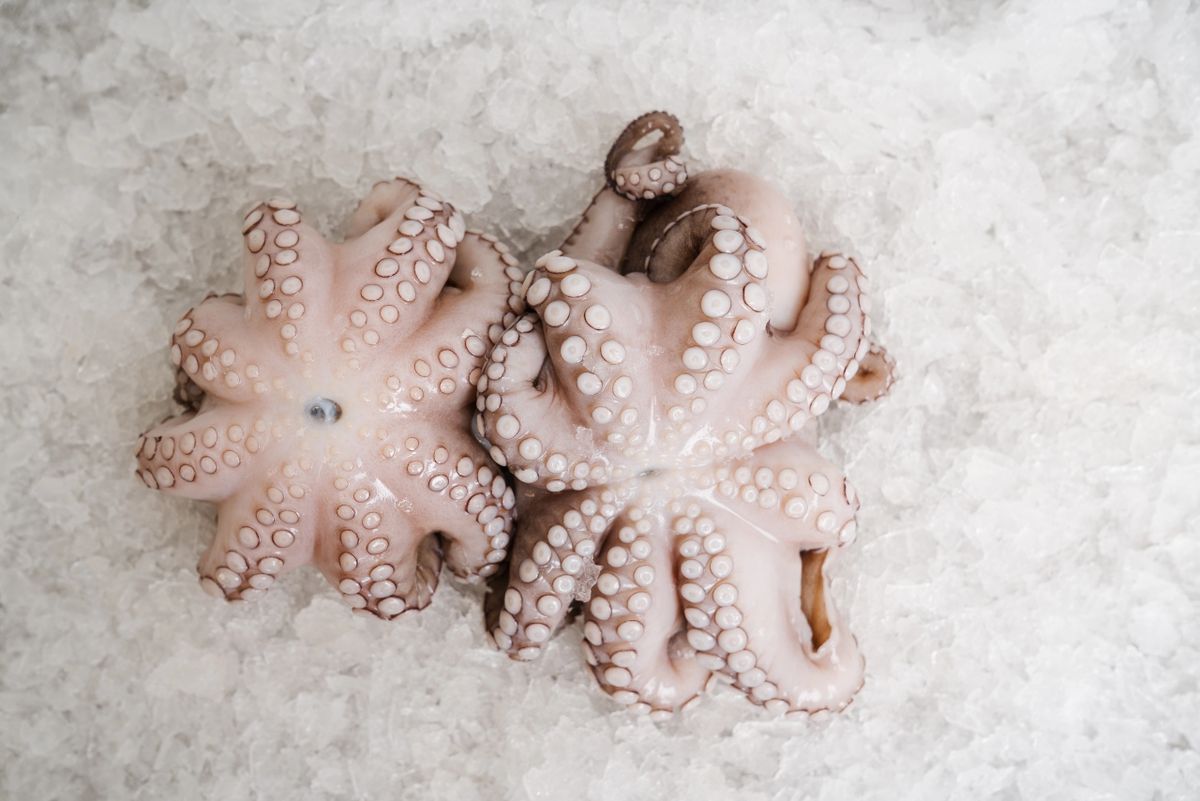 Wild Caught Whole Moroccan Baby Octopus - 1lb or 3lb Packages