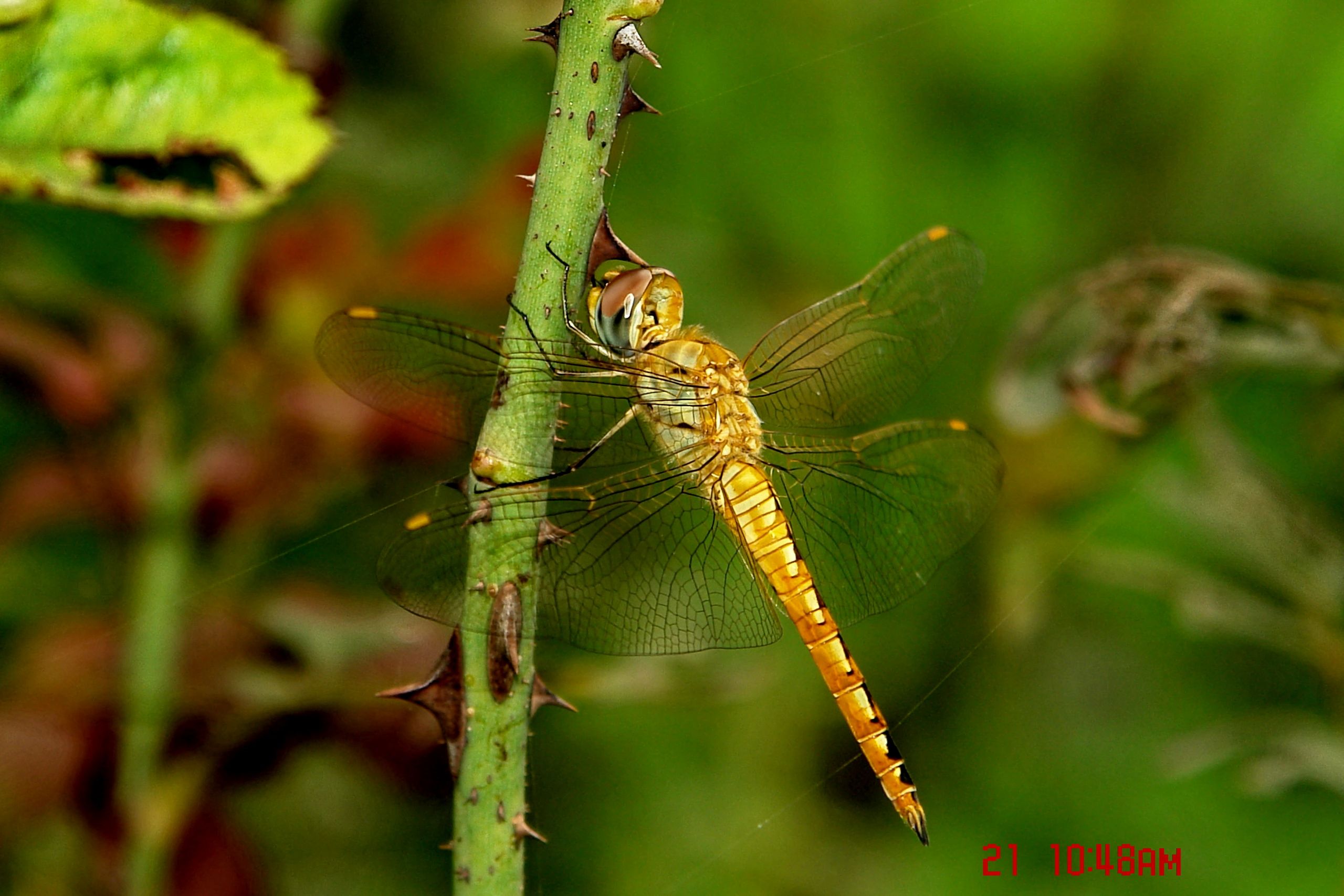 Fun facts about insects