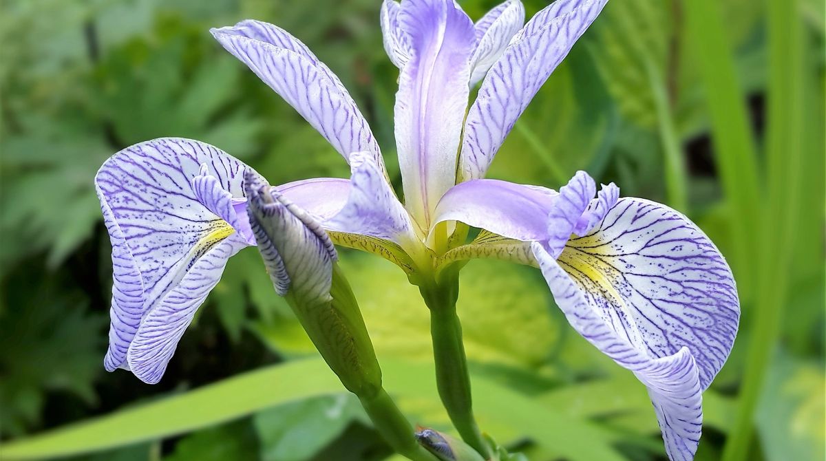 The Manic Botanic® Grower of Pond & Garden Plants-Iris Specialist
