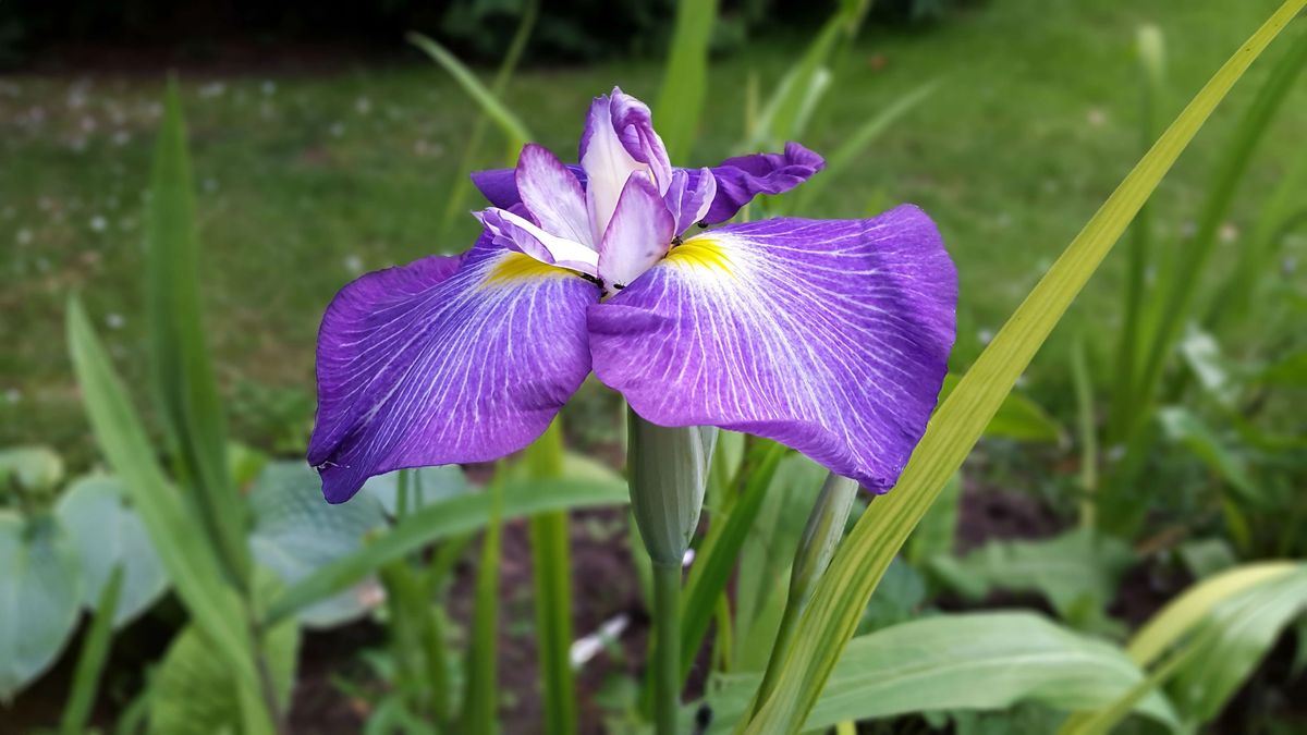 The Manic Botanic® Grower of Pond & Garden Plants-Iris Specialist