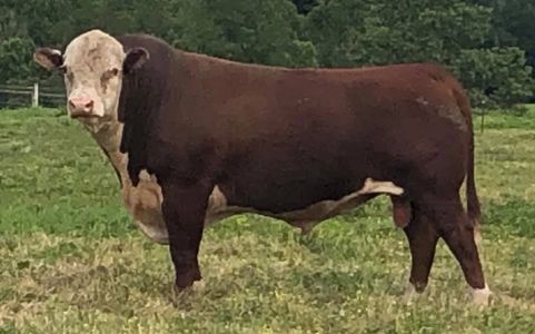 JMS Polled Herefords - Polled Herefords, Victor Domino
