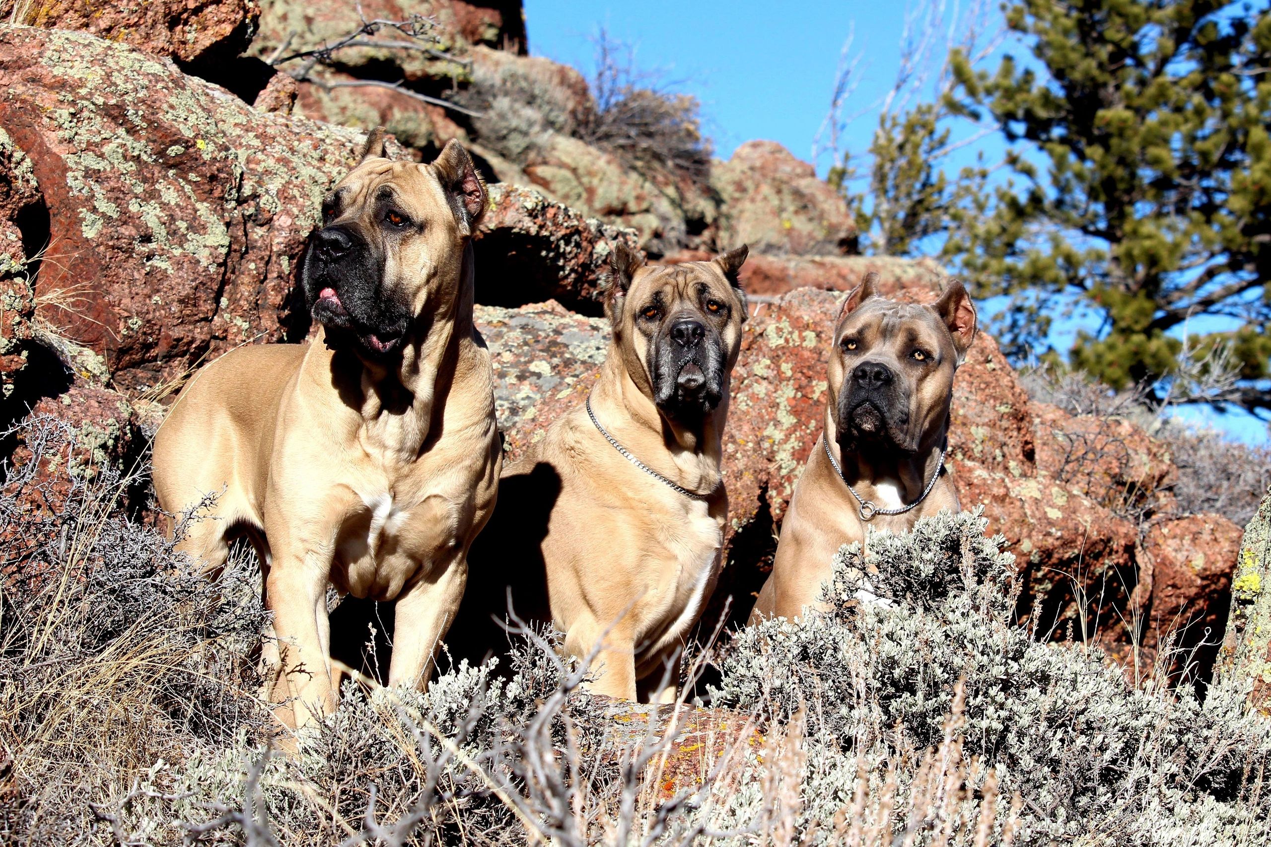 Windy Pine Cane Corso